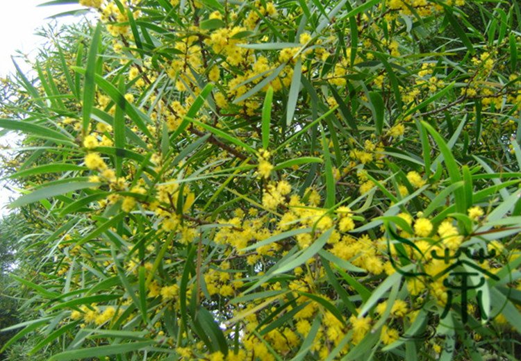 Acacia Confusa, Formosa Acacia Seed 1000 PCS, Formosan Koa Taiwan Xiangsi