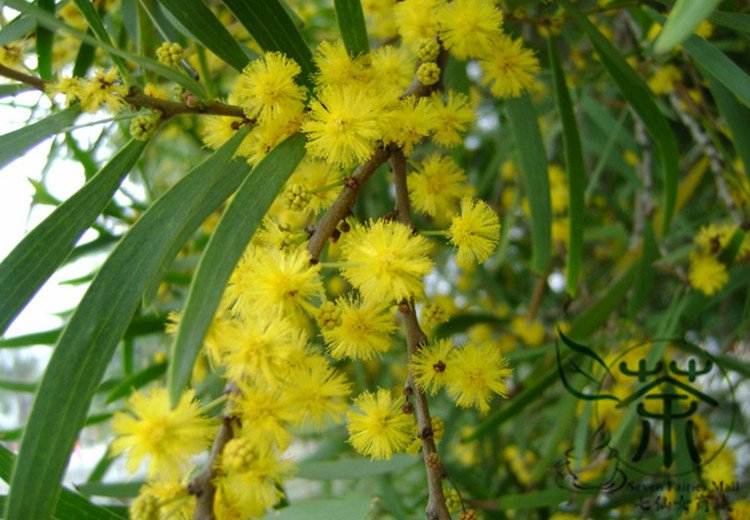 Acacia Confusa, Formosa Acacia Seed 1000 PCS, Formosan Koa Taiwan Xiangsi