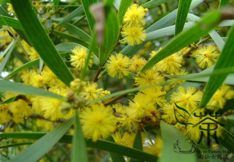 Acacia Confusa, Formosa Acacia Seed 1000 PCS, Formosan Koa Taiwan Xiangsi