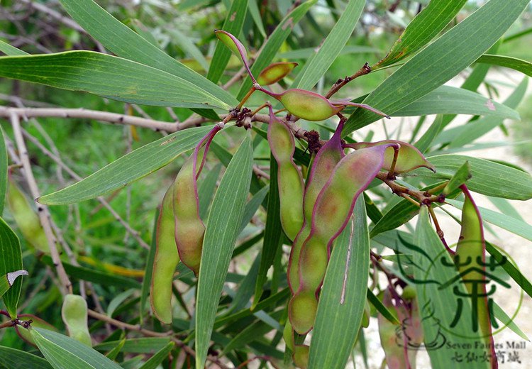 Acacia Confusa, Formosa Acacia Seed 1000 PCS, Formosan Koa Taiwan Xiangsi