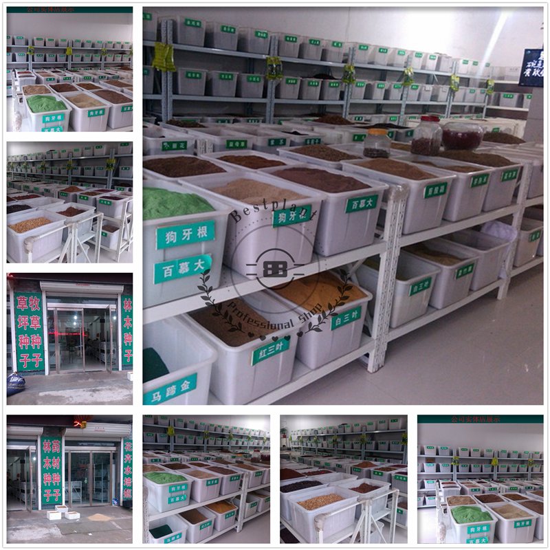 Acacia Confusa, Formosa Acacia Seed 1000 PCS, Formosan Koa Taiwan Xiangsi