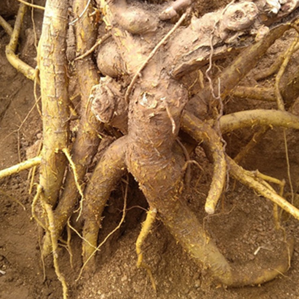 Organic Herba Lightyellow Sophora Root 250g Radix Sophorae Flavescentis ...