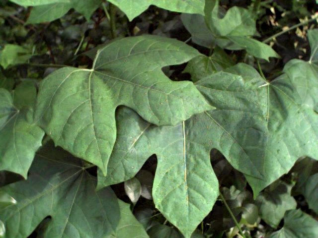 TRUE Chaya Miracle Spinach Tree Cnidoscolus chayamansa edible medicinal ...