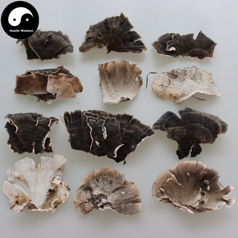 Dried Coriolus Versicolor Mushroom 500g Real Chinese Trametes ...