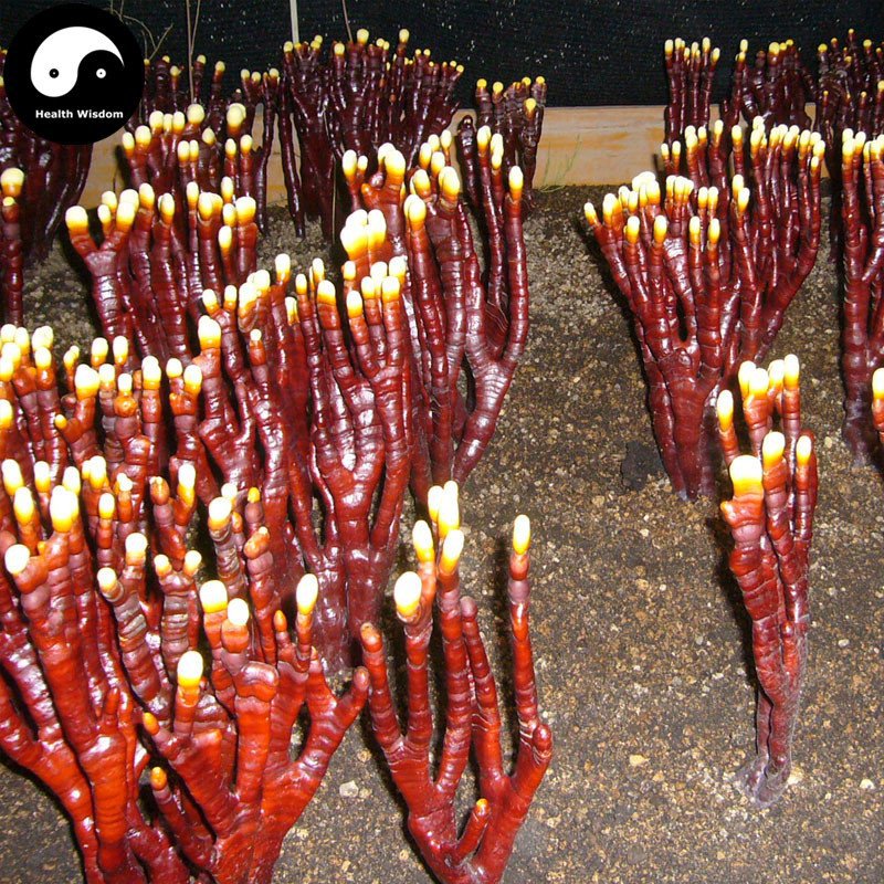 Deer Antler Ganoderma Lucidum 500g Dried Reishi Mushroom Fou Shou Ling Zhi