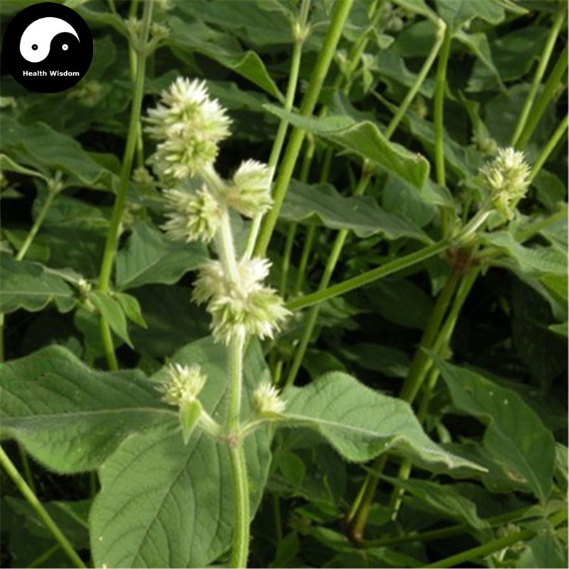 Chuan Niu Xi 川牛膝, Radix Cyathulae, Cyathula Officinalis Kuan Root 100g