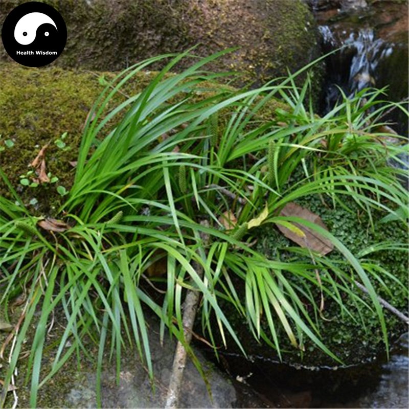 Shi Chang Pu 石菖蒲, Rhizoma Acori Graminei, Chang Pu, Rhizoma Acori ...