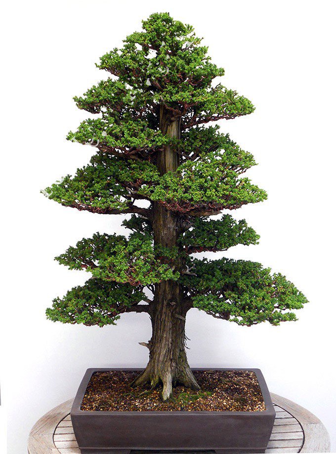 50PCS rare tree seeds for home Garden bonsai Plant JAPANESE Cedar Seeds ...