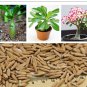50PCS rare tree seeds for home Garden bonsai Plant JAPANESE Cedar Seeds ...