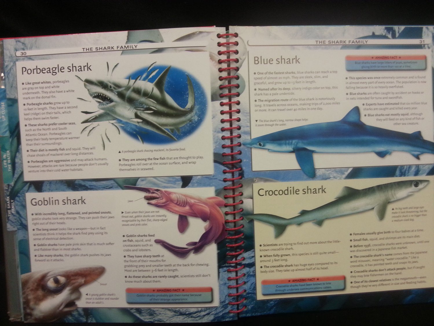 SHARKS! ULTIMATE GUIDE To the World of Sharks with Model & Posters!