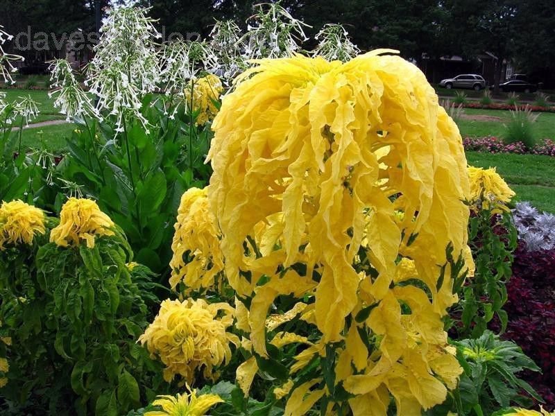 Amaranthus Tricolor - Yellow 100 seeds * Eye catching* Showy * E78