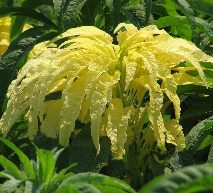 Amaranthus Tricolor - Yellow 100 seeds * Eye catching* Showy * E78