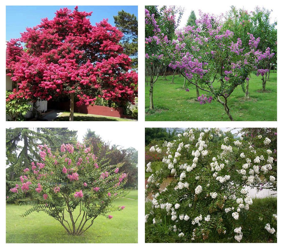 50 + Common Crape myrtle seeds Lagerstroemia indica Mix Color ...