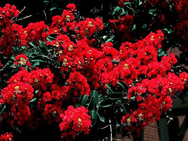 50 + Common Crape myrtle seeds Lagerstroemia indica Mix Color ...