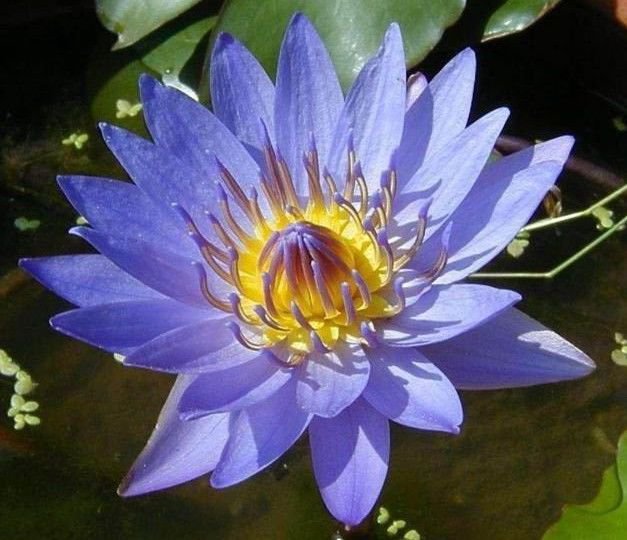 Egyptian Sacred Blue Water lily Nymphaea Caerulea 10 seeds Not lotus ...