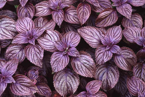 50 Purple Shiso seeds Japanese Basil / Perilla frutescens * herb ...