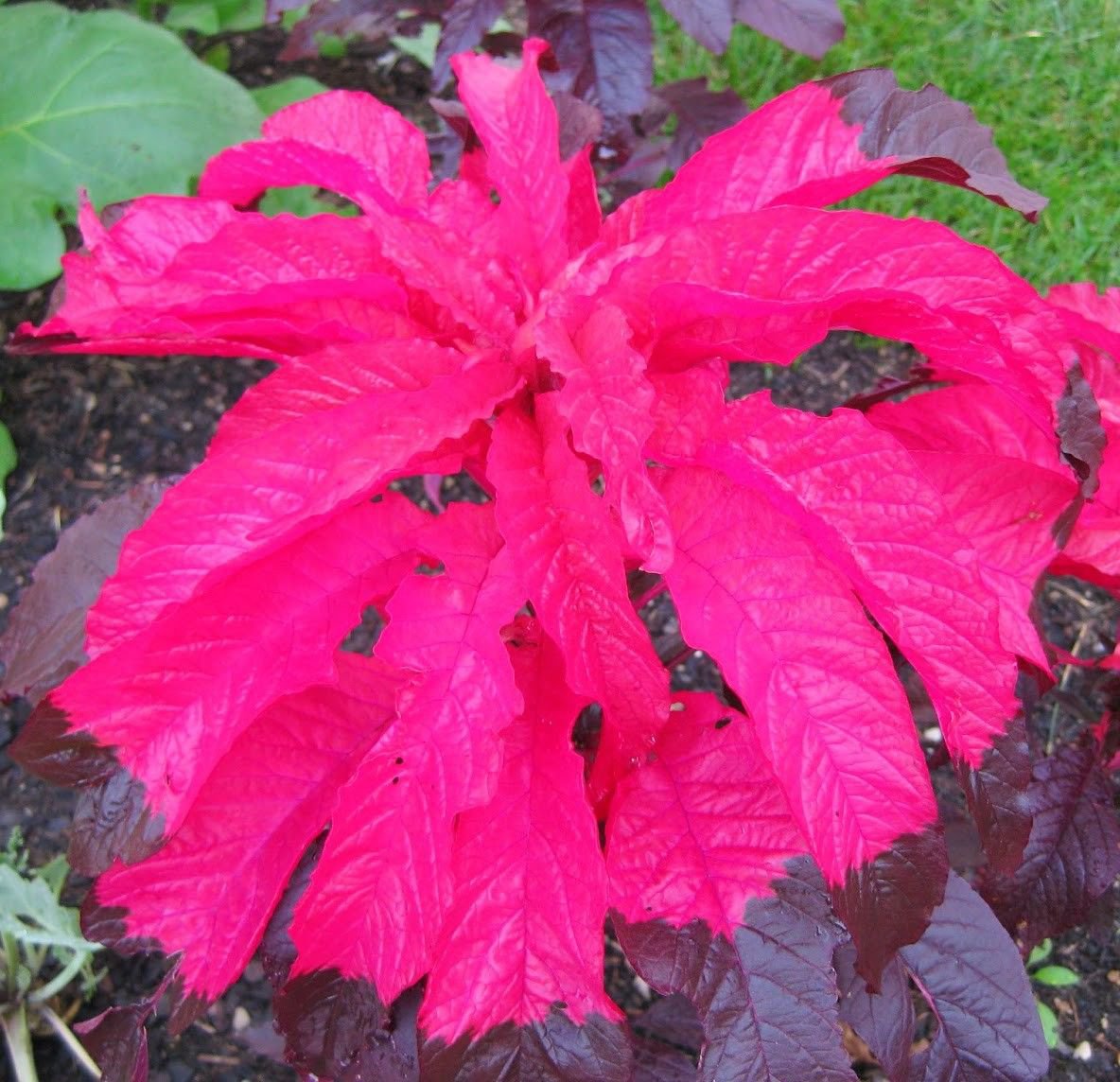 Amaranthus Early Splendor 100 seeds * Eye catching* Showy * E68