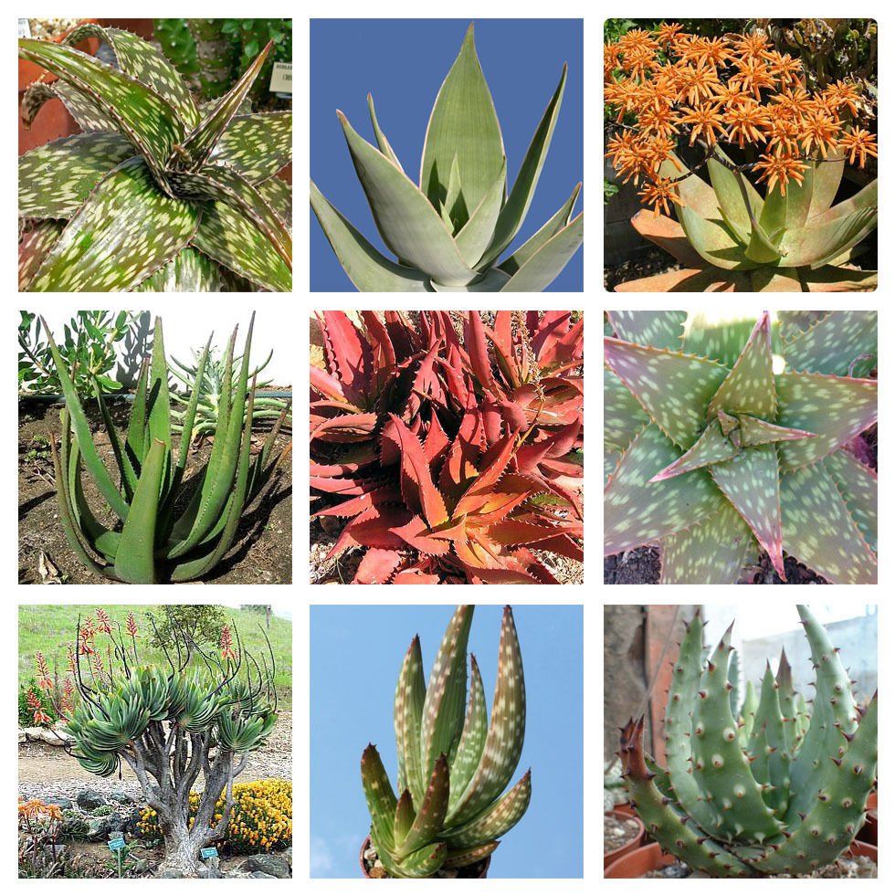 Aloe mixed 5，10，50，100 seeds * Easy grow * Exotic * succulents ...