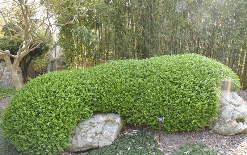 20 Chinese Boxwood seeds Buxus microphylla sinica Ornamental / Shrub ...