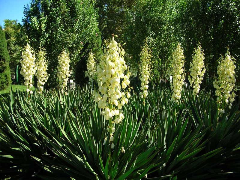 25 + Adams Needle seeds ( Yucca filamentosa ) Ornamental Shrub I77