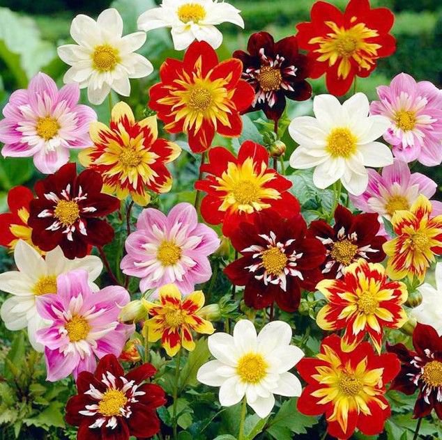 Dahlia Dandy Mix 25 seeds * Cut Flower * Easy grow * *SHIPPING FROM US ...