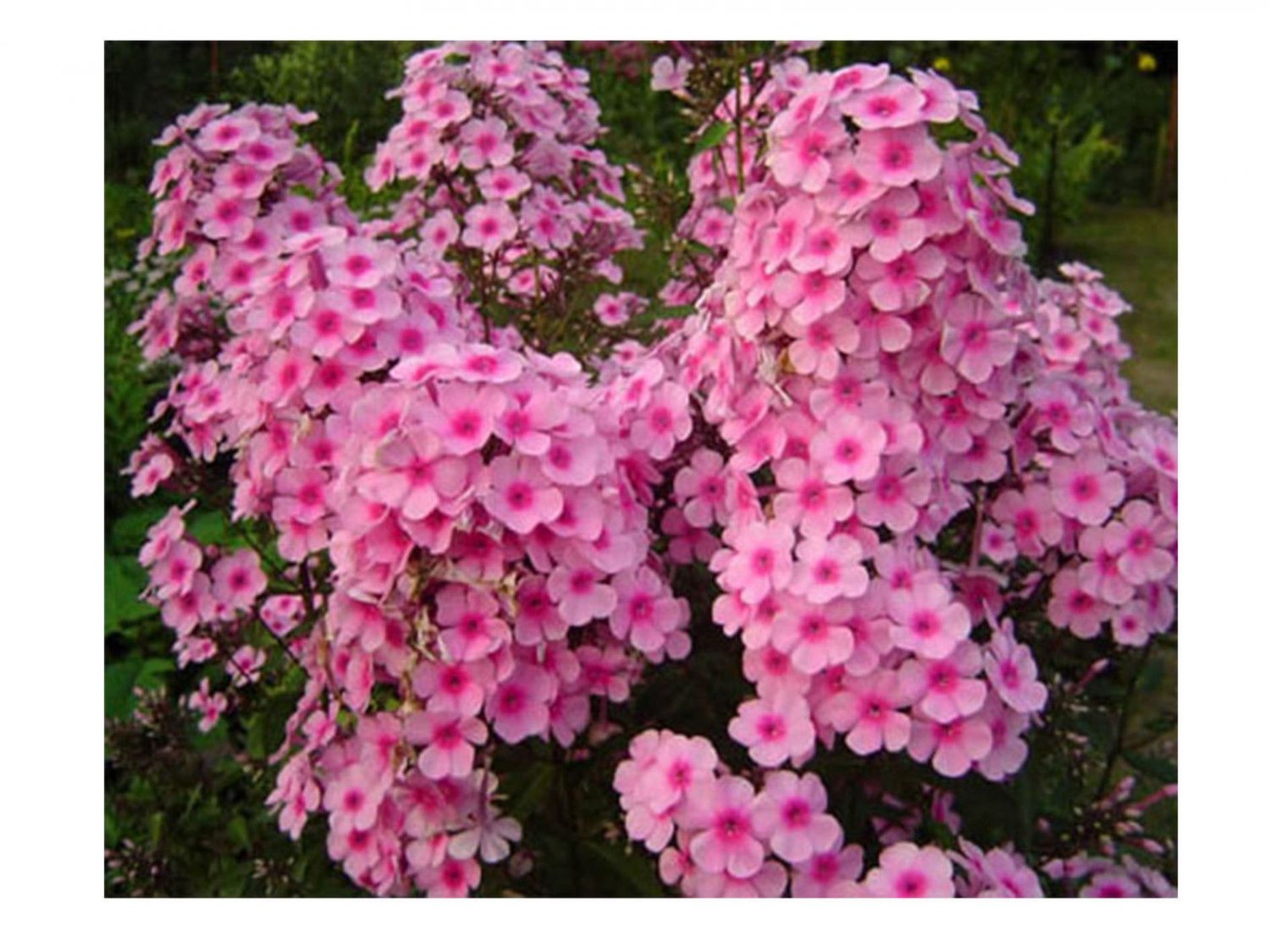 Annual Phlox Mix 100 seeds Phlox drummondii * Easy grow * garden ...