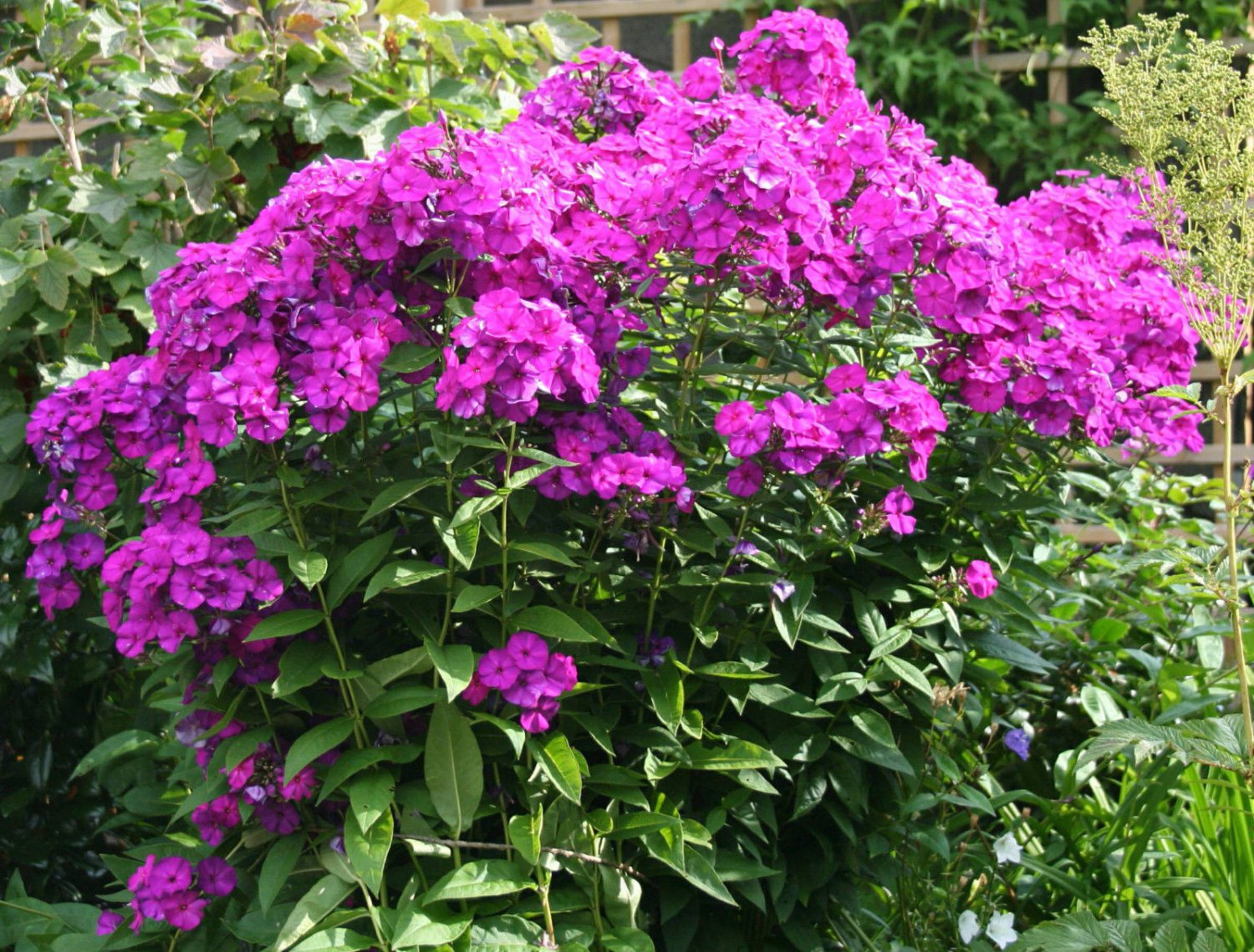 Annual Phlox Mix 100 seeds Phlox drummondii * Easy grow * garden ...