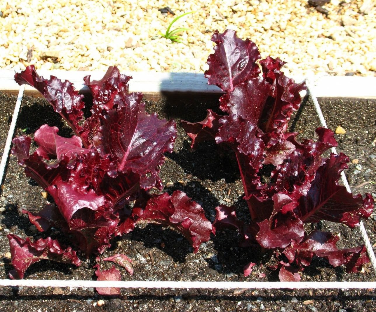 Super Red Romaine Lettuce 2500 seeds Lactuca sativa * NON GMO * ez grow ...