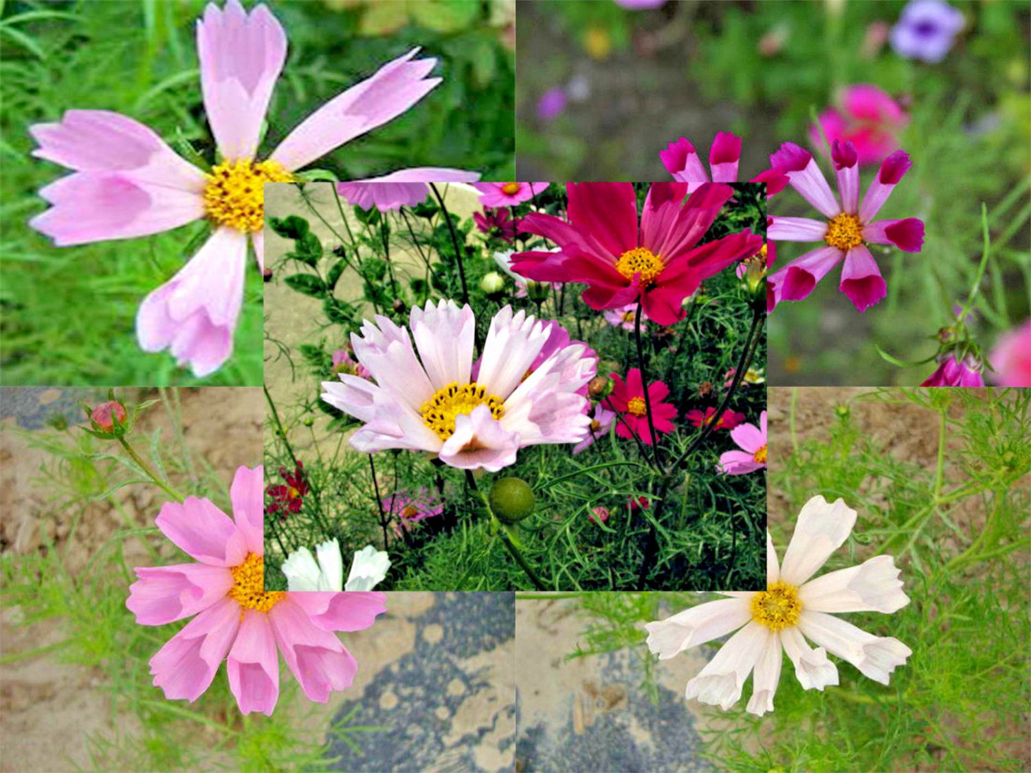 100 Cosmos SeaShells mix seeds Cosmos bipinnatus *easy grow* exotic ...
