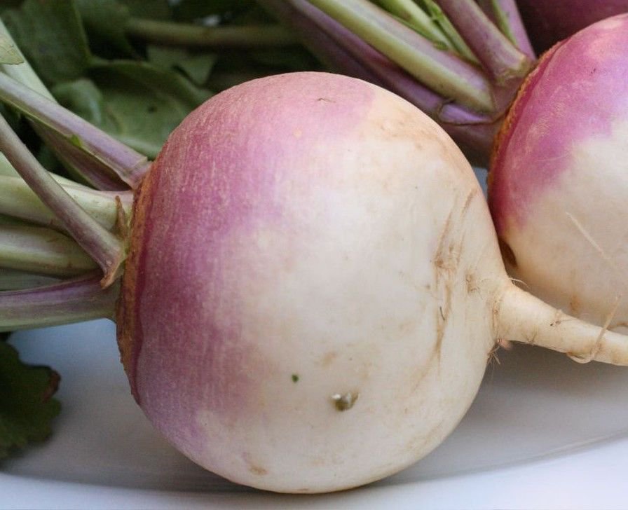 American Purple Top Rutabaga 1000 seeds * Non GMO* EZ grow E84