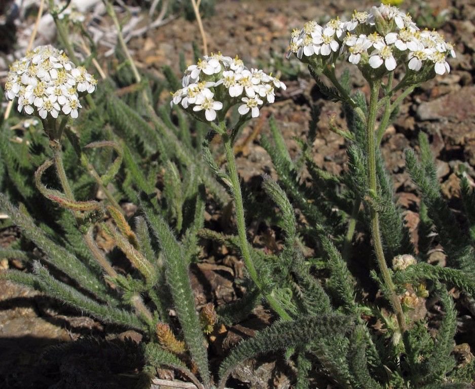 Western yarrow Achillea millefolium var. occidentalis 1000 seeds ...