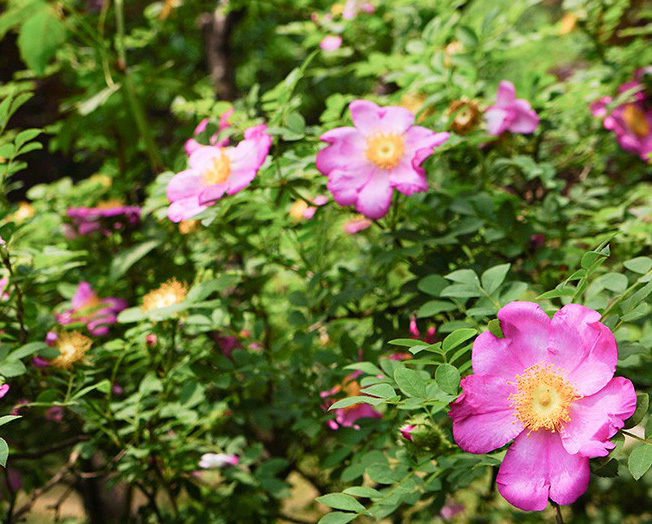 Chestnut rose 25 seeds Rosa roxburghii Medium Shrub Fast *SHIPPING FROM ...