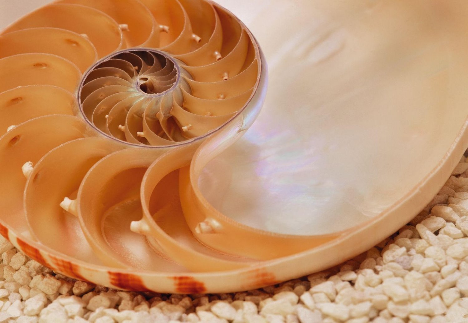 Sea Shell, Beach Theme Wallpaper, sea, fish, shellfish, photo wallpaper