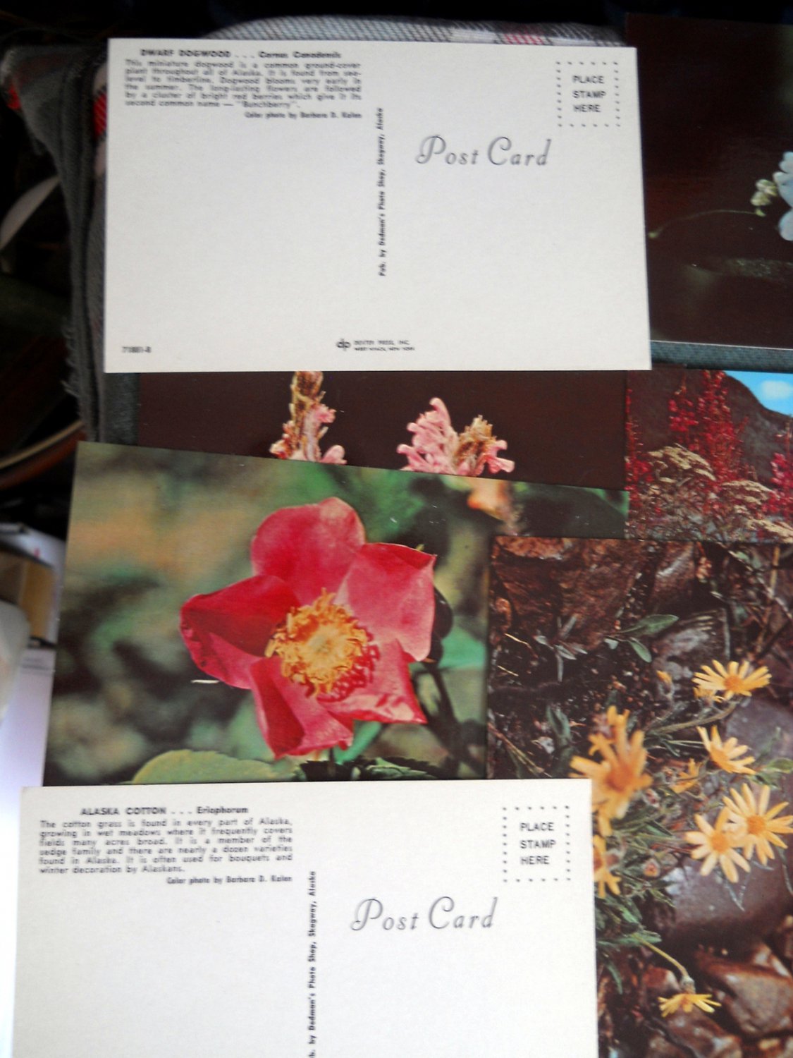 Alaska Wild Flower Gems 12 Natural Postcards* Dedmans Photo