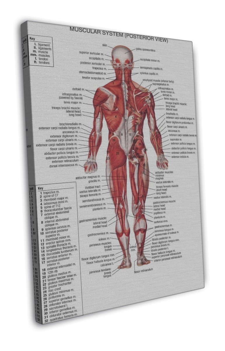 Human Body Anatomical Chart Muscular System Wall Decor 16x12 inch ...