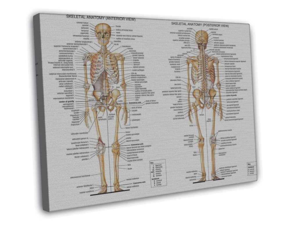 Skeletal System Anatomical Chart Huge 20x16 inch FRAMED CANVAS Print