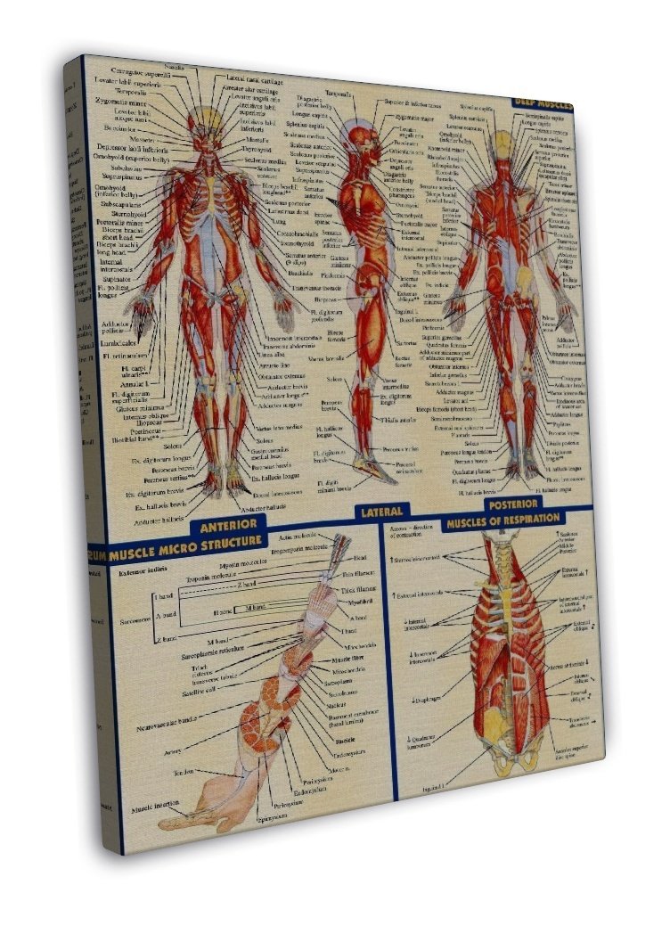 Human Anatomy All System Body Map Art 20x16 inch Framed Canvas Print Decor