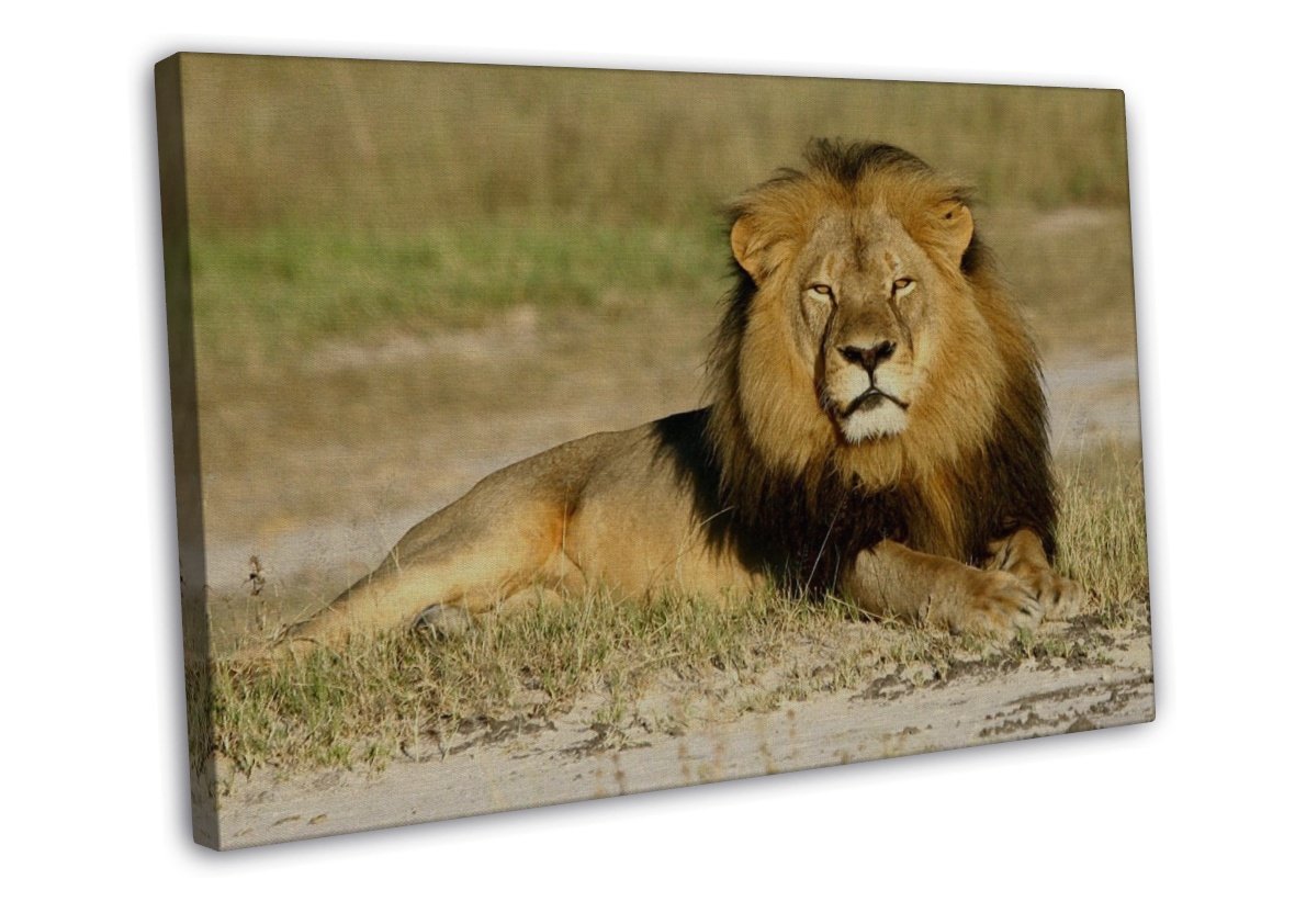 Remembering Cecil The Lion Image 16x12 inch Framed Canvas Print