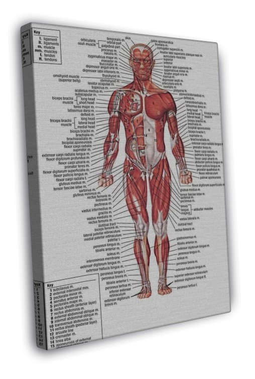 Human Anatomy Body Map Medical Education 20x16 inch FRAMED CANVAS Print