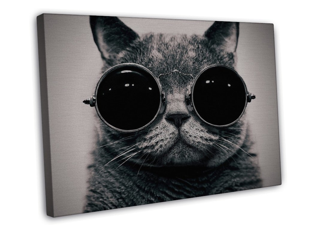 Funny Cat Glasses Photo 20x16 inch Framed Canvas Print
