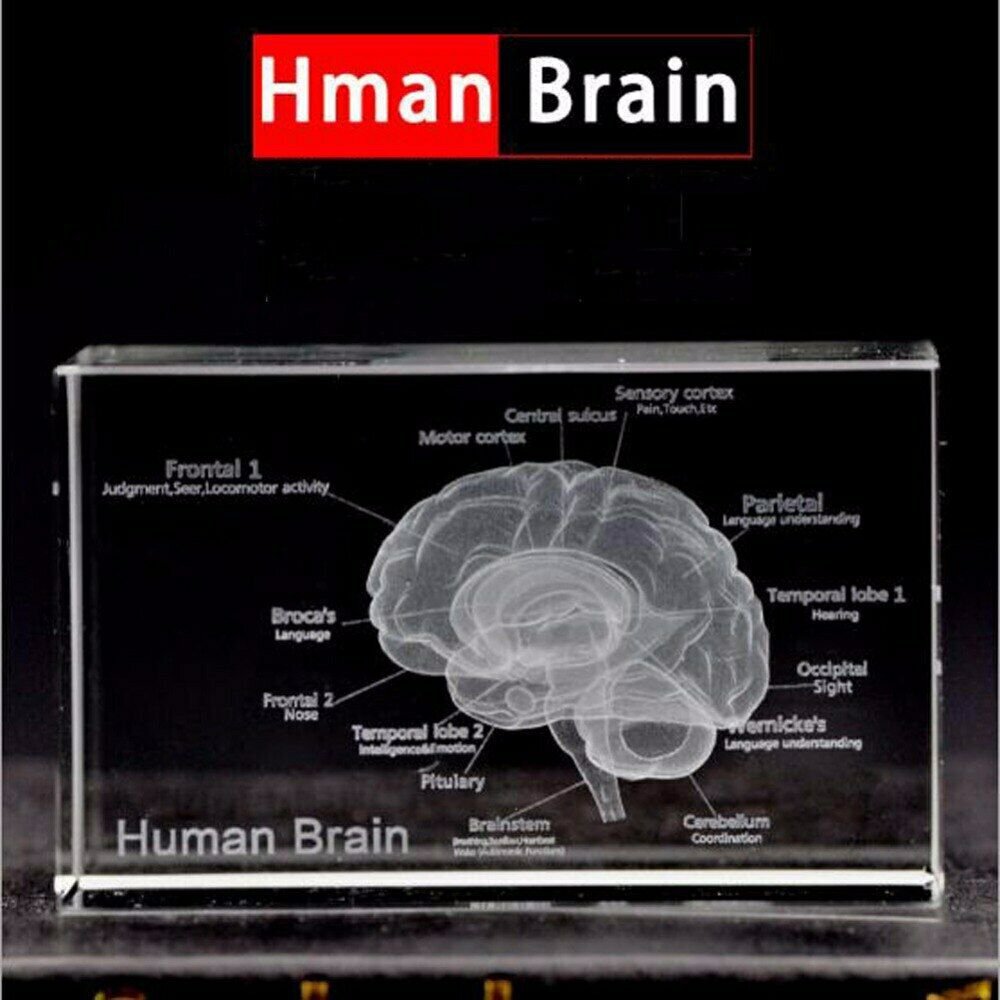 3D Human Brain Anatomical Model Paperweight Laser Etched in Crystal ...