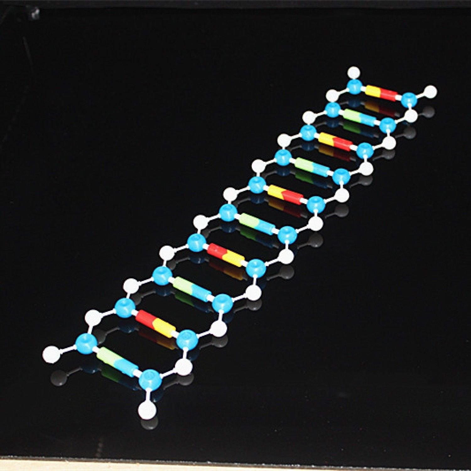 DNA Model Kit Biological Molecular Models Double Helix Molecular Structure
