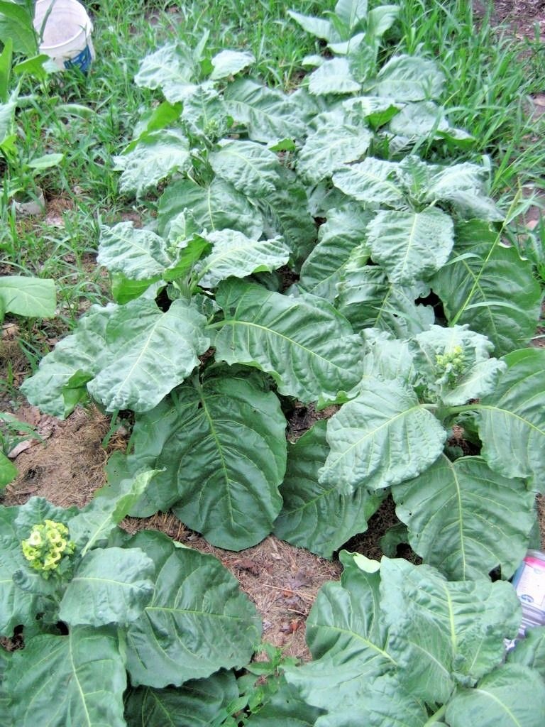 Massive N. rustica plant. Clipper for scale. : r/druggardening