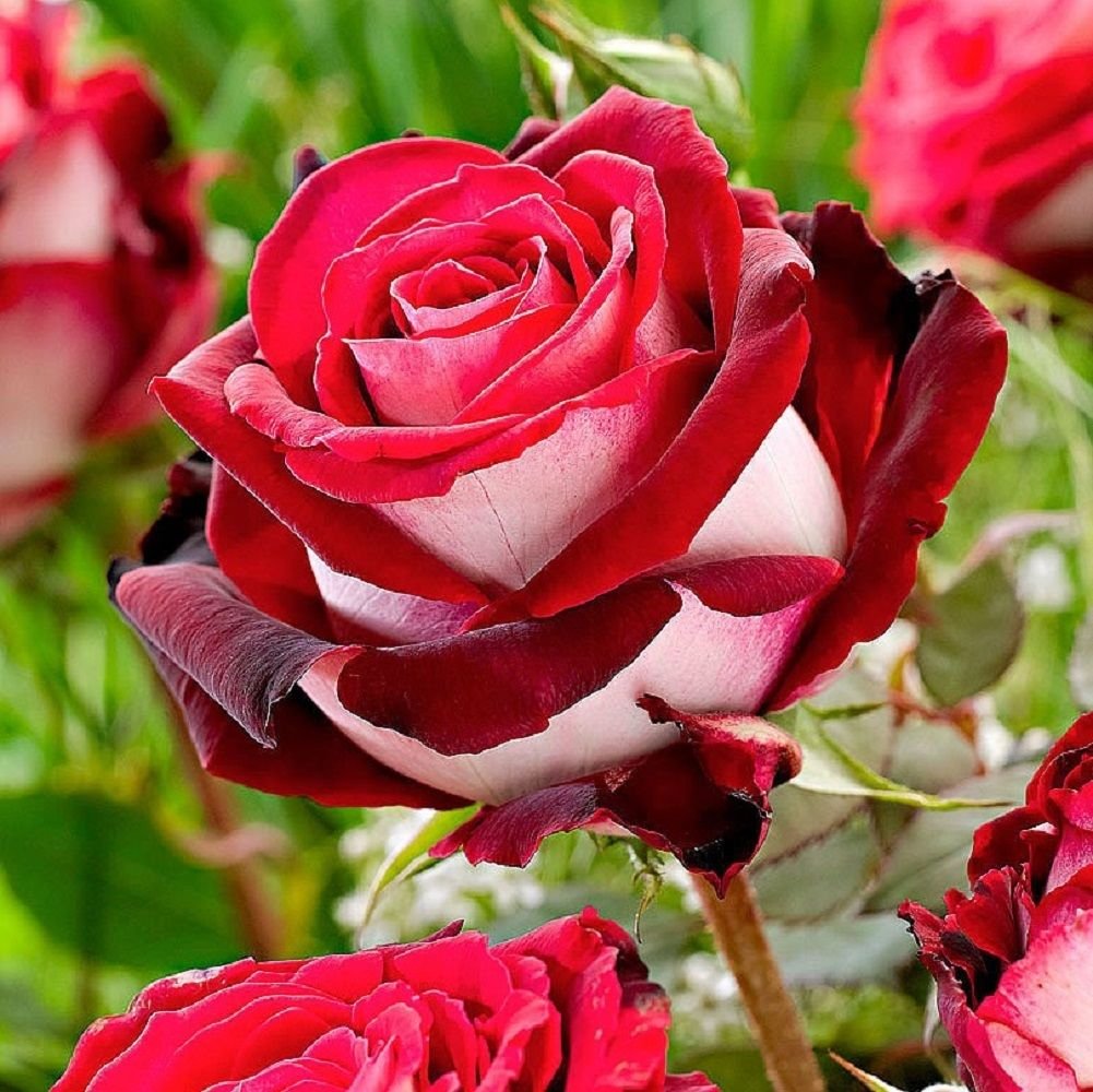 200pc Rare Rose Seeds Osiria Rose Shrub Bush Hardy Rosa Perennial ...