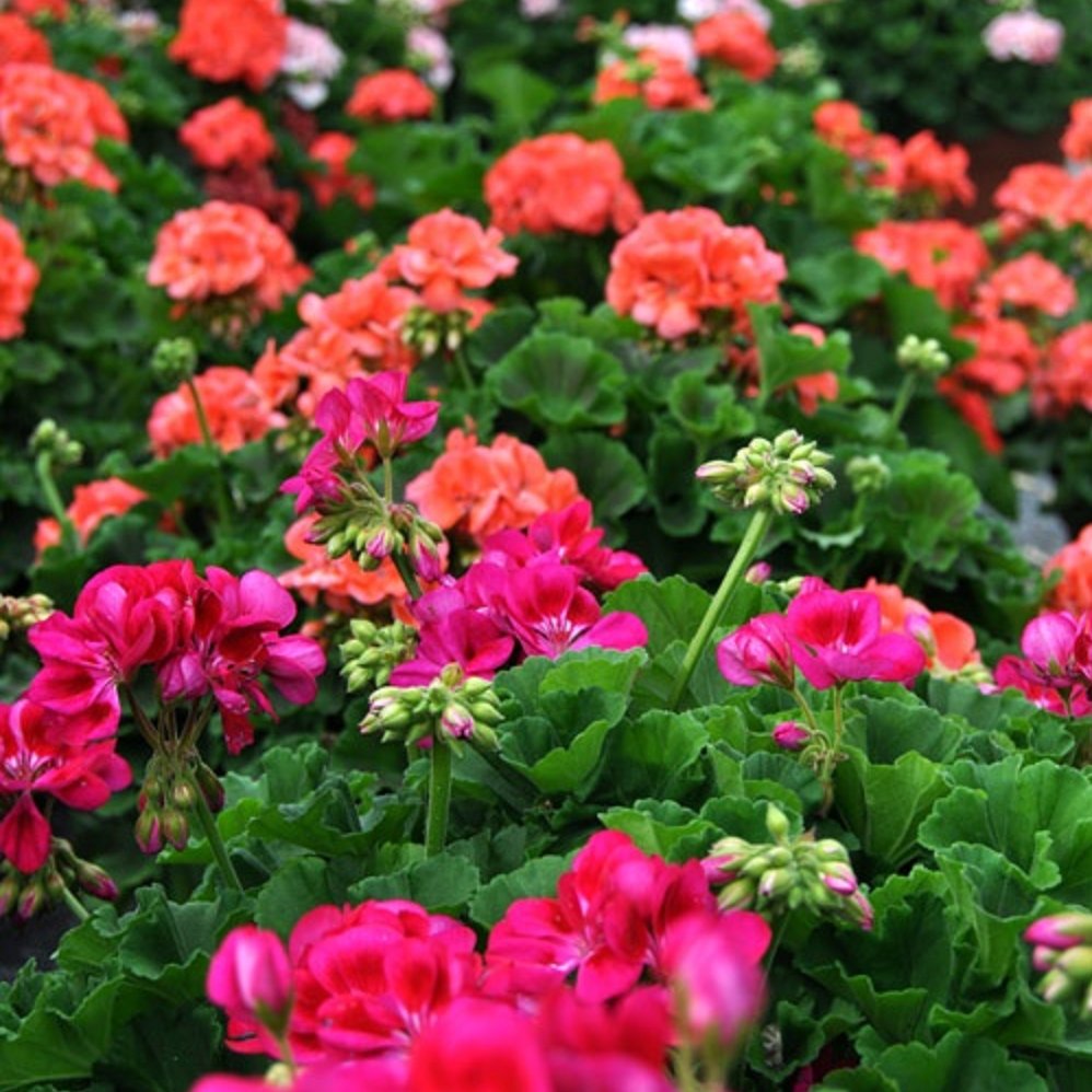 100pc Rare Geranium Seeds Appleblossom Rosebud Pelargonium Perennial ...