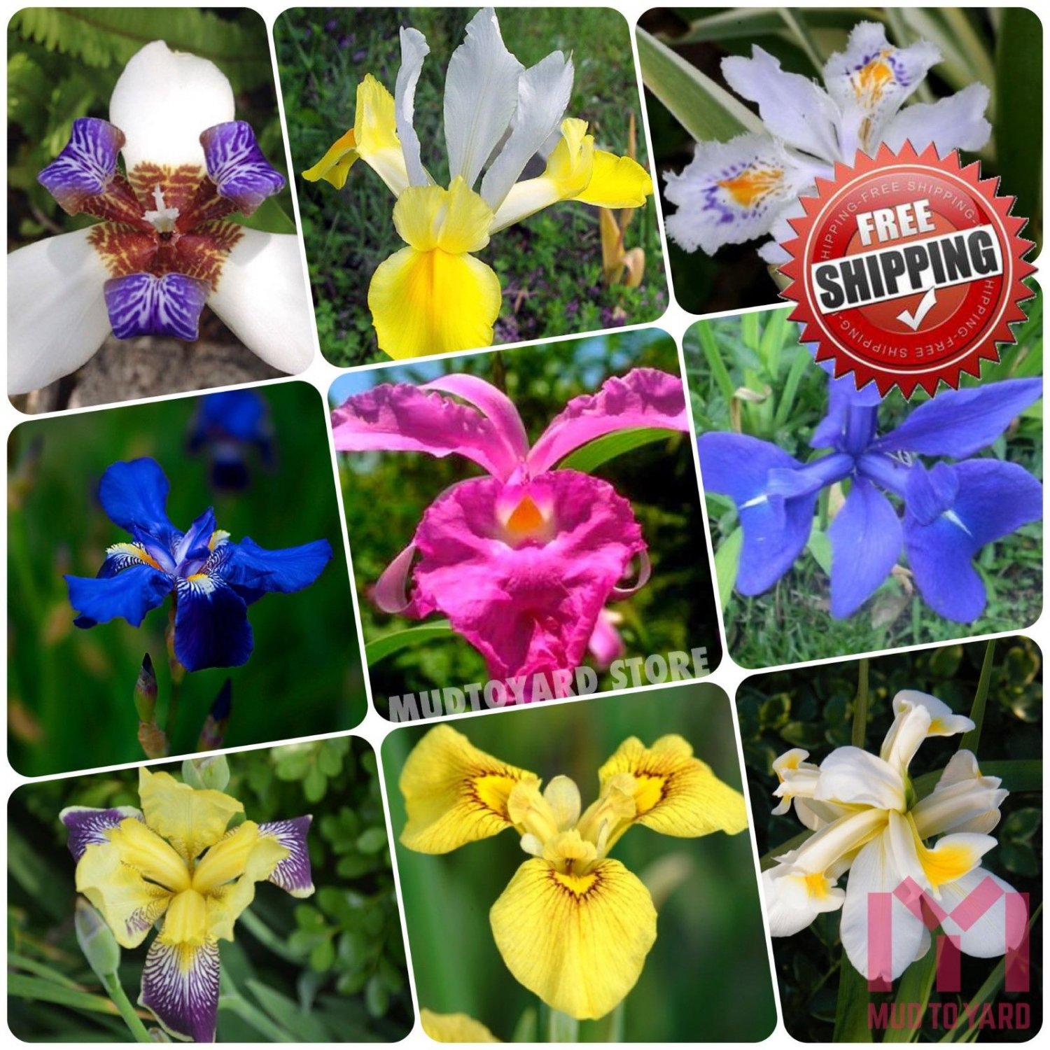 100pcs Mixed Pink Iris seeds bearded iris seed rare bonsai Phalaenopsis ...