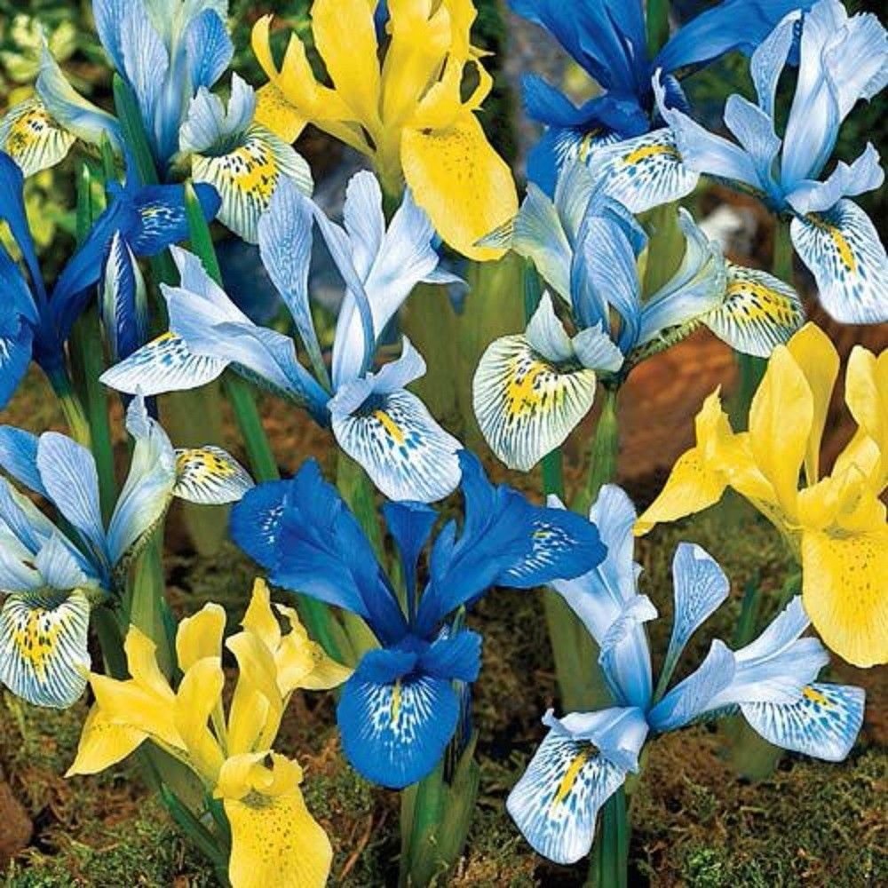 100pcs Mixed Pink Iris seeds bearded iris seed rare bonsai Phalaenopsis ...