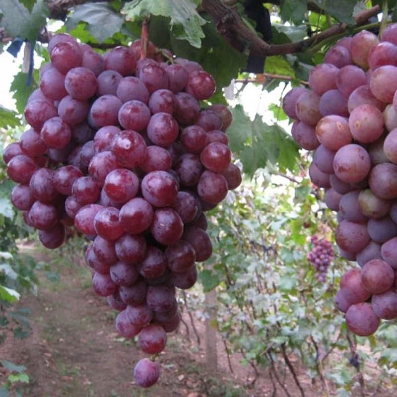 50pcs Sweet Grape Seeds Organic Heirloom Seed Miniature Grape Vine ...