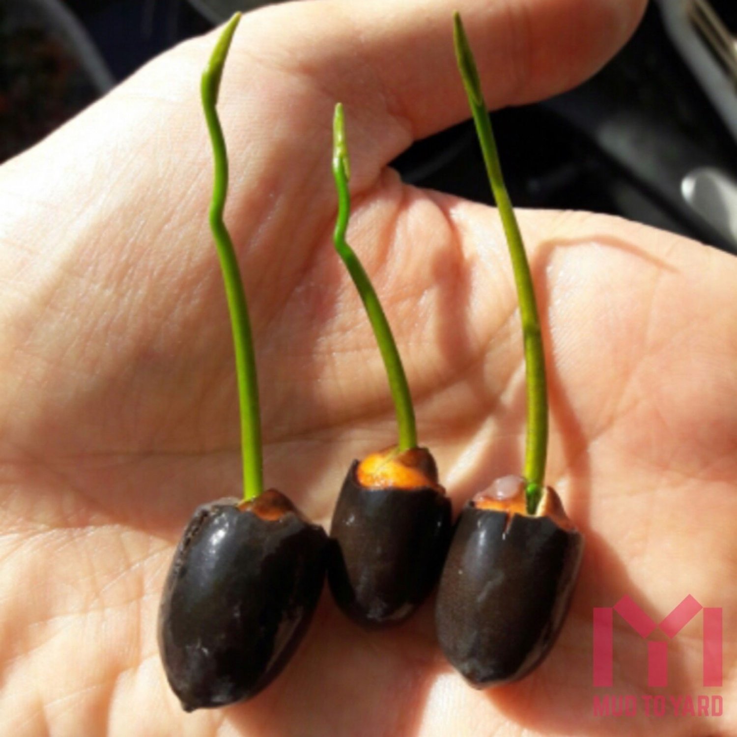 10pcs Aquatic Water Lily Seeds Lotus Flower seed Water Lilies Pond Garden