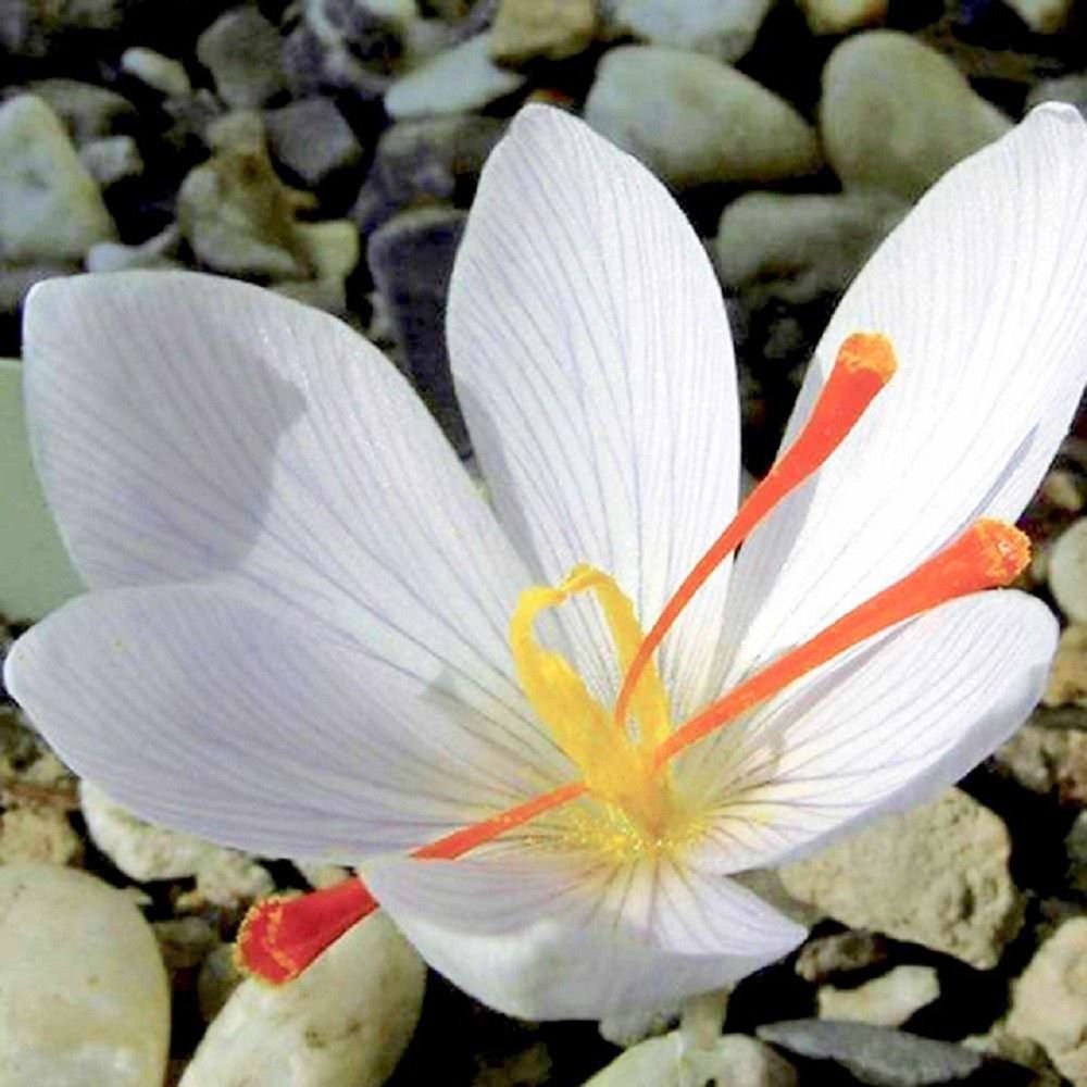 100pcs Mixed Saffron seeds Crocus Autumnale Meadow Sativus Flower Seed ...